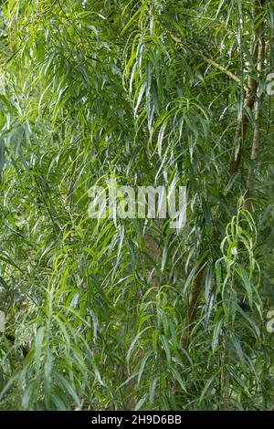 Korbweide, Hanf-Weide, Korb-Weide, Weide, Salix Viminalis, Korb Weide ...