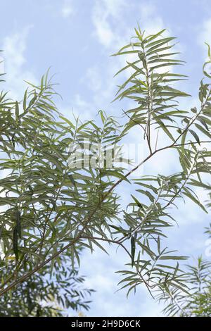 Korbweide, Hanf-Weide, Korb-Weide, Weide, Salix Viminalis, Korb Weide, gemeinsame Korbweide ...