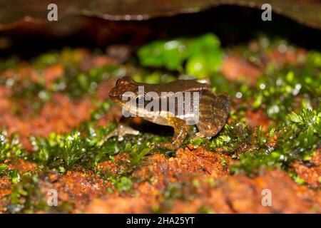 Kottigehara tanzen Frosch (Micrixalus kottigeharensis), 'Dancing Frosch ...
