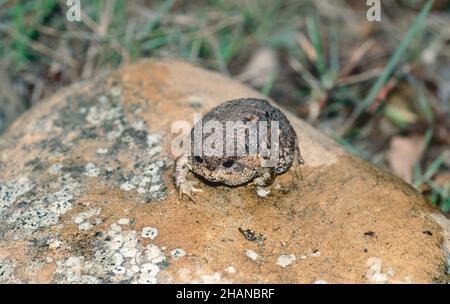 Kap-Regenfrosch (Breviceps gibbosus). Der Rotundkörper ist eine ...
