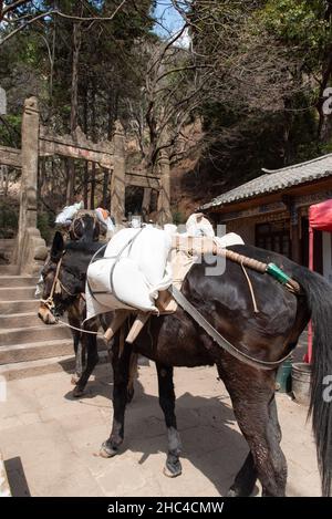 Februar 2019. Der Baoxiang Tempel wird auch Shibao Tempel genannt, der sich in der steilen ...