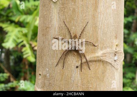 Riesige Huntsman Spider, Heteropoda maxima, in Höhle in Nong Ping, Laos ...