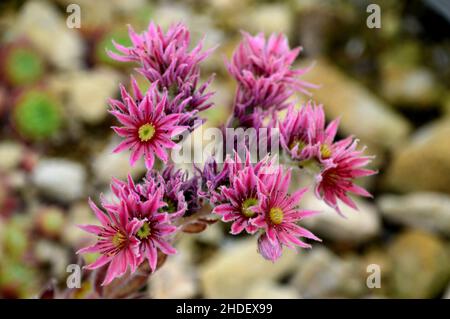 Rosafarbene sternförmige Sempervivum 'Jubilee' (Houseleek) Blumen, die ...