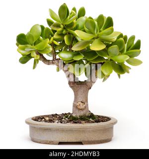 Bonsai-Baum, Geldbaum, Bonsai, Bonsai-Bäume, crassula ovata ...