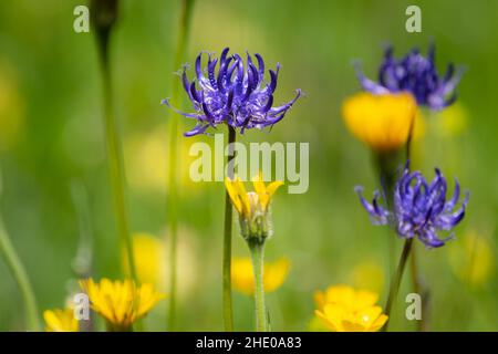 Blühender Phyteuma hemisphaericum auf einer Wiese, sonniger Sommertag ...