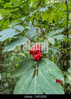 Europäische Rote Holunder (Sambucus racemosa), Zweig mit Knospen ...