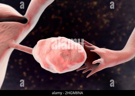 Gesunder Eierstock und Eileiter, Illustration Stockfotografie - Alamy
