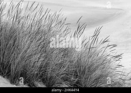 Blick auf Gräser in Dünen, Dellenback Dunes, Siuslaw National Forest ...