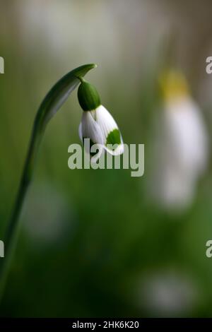 Galanthus plicatus Bumblebee, virescent Schneeglöckchen ...