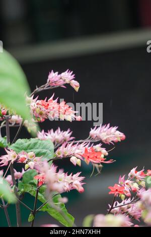 Daphnes blühen auf dem Baum. Daphnes sind Pflanzen mit einer Gattung ...