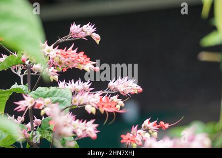 Daphnes blühen auf dem Baum. Daphnes sind Pflanzen mit einer Gattung ...