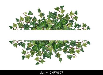 Efeu Zweig mit grünen Blättern Rahmen , handgezeichnete Aquarell ...
