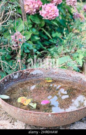 Tigermücke (Aedes Albopictus) voller Blut, eine außerirdische Spezies ...