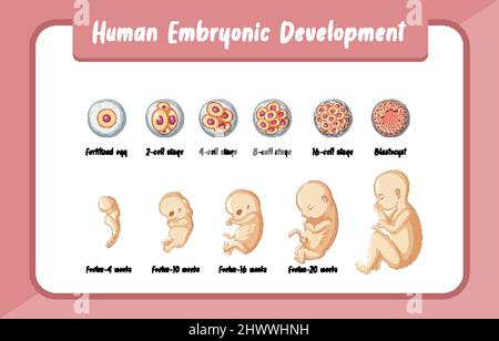 Infografik zur Entwicklung des menschlichen Embryos Stock-Vektorgrafik ...