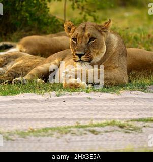 Löwen gehören zu den Big Five Afrikas und sind heute vom Aussterben ...