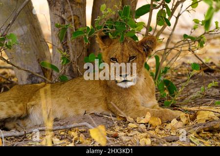 Löwen gehören zu den Big Five Afrikas und sind heute vom Aussterben ...
