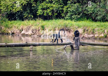 Schwarzer Affe, der auf einem Baumstamm über dem Wasser in seinem ...