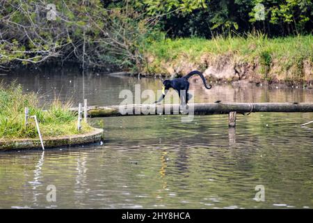 Schwarzer Affe, der auf einem Baumstamm über dem Wasser in seinem ...
