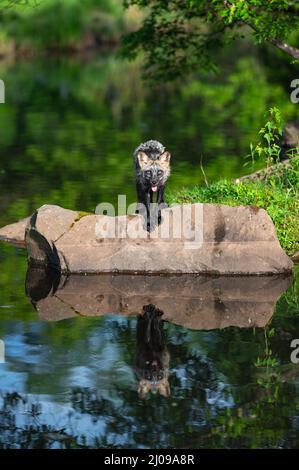 Kreuzfuchs (Vulpes vulpes) starrt aus dem feuchten Island Autumn - ein ...