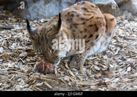 Europäischer Luchs beobachtet Beute; Luchs Luchs. Karlsruhe ...