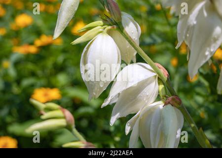 Weiße Yucca filamentosa Busch Blumen, andere Namen sind Adams Nadel ...