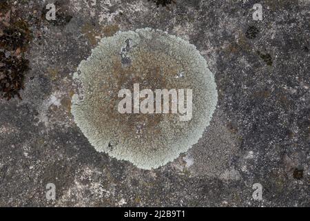 Mauerflechte, Mauer-Flechte, Gewöhnliche Mauerflechte, Lecanora muralis ...