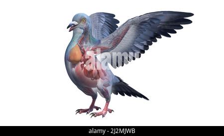 Anatomie der Taubenmuskulatur, Illustration Stockfotografie - Alamy