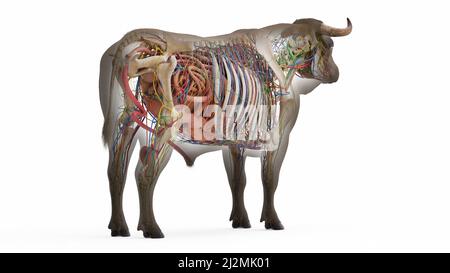Anatomie der Kuh Organe Stockfotografie - Alamy