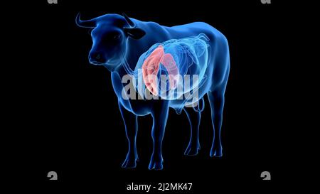 Anatomie der Kuh Organe Stockfotografie - Alamy