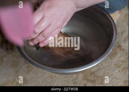 Die Hände einer erwachsenen Frau waschen die Pfote eines großen Hundes ...