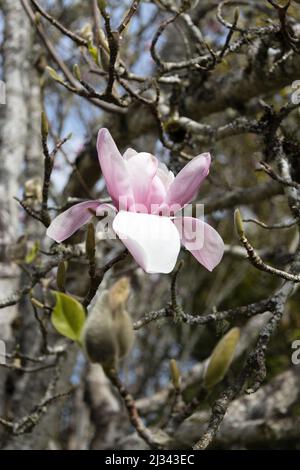 Blühender Magnolienbaum 'Iolanthe' Stockfotografie - Alamy