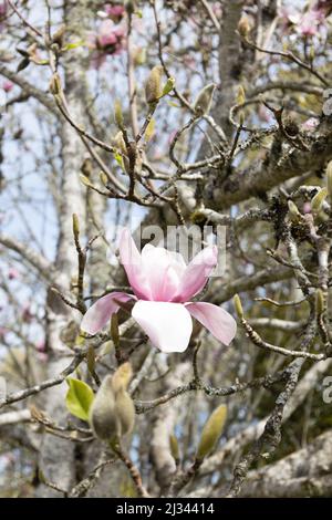 Blühender Magnolienbaum 'Iolanthe' Stockfotografie - Alamy