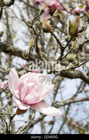 Blühender Magnolienbaum 'Iolanthe' Stockfotografie - Alamy