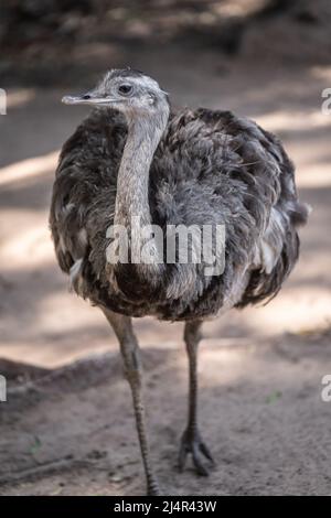 Die 'Ñandú'-gemeine rhea oder Pampas choique (Rhea americana) ist eine ...