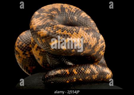 Calabar Ground Python, African Burrowing Python (Calabaria reinhardtii ...