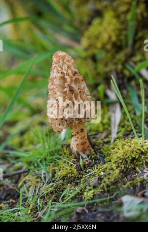 Morchella esculenta. Pilze im Wald. Lamm Bauch Pilz in Aserbaidschan ...