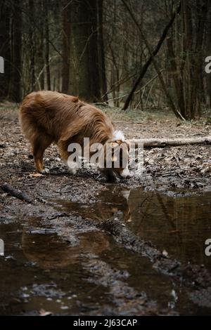 Australian Shepherd Red Tricolor steht in Pfütze mitten im Wald nach ...
