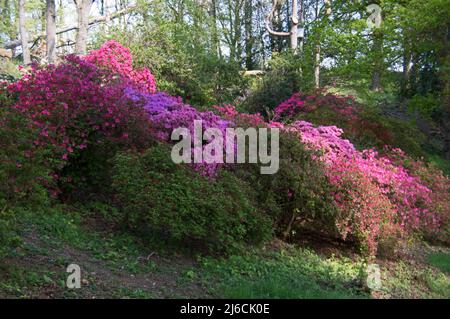 Blühende Azaleen im Winkworth Arboretum, Surrey, England ...