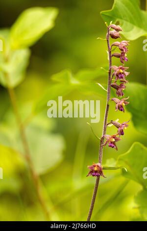 Blume der braunroten Hellebore, einer unserer einheimischen Orchideen ...