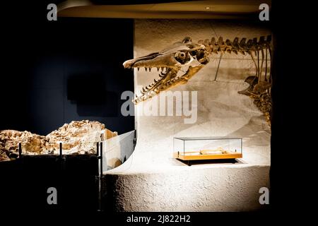 Blick auf das Fossil einer riesigen prähistorischen und ausgestorbenen ...