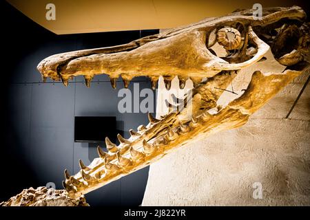 Blick auf das Fossil einer riesigen prähistorischen und ausgestorbenen ...