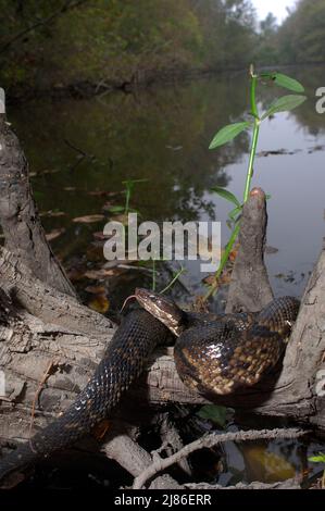 Western Cottonmouth (Agkistrodon Piscivorus Leucostoma), Erwachsene in ...