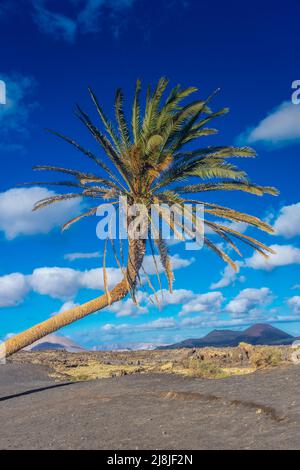 Die 'Palmera Inclinada' (Übersetzung: Schiefe Palme) von Lanzarote ...
