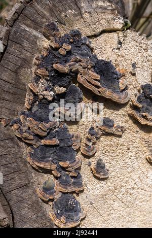 Schmetterlingstramete (Trametes versicolor) auf einem Baumstumpf ...