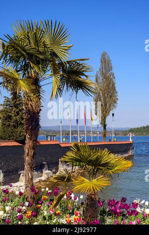 Tulpe Blume, Insel Mainau, Bodensee, Baden Württemberg, Deutschland ...