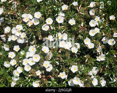 Convolvulus Cneorum weiße Blume Blumen Zier Ackerwinde Silber Laub ...