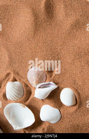 Muschelhorn gefunden auf dem sandigen Boden unter Wasser in der Nähe ...