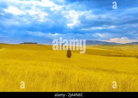 Weizenfeld in den Farben der ukrainischen Flagge, Nahaufnahme. Konzept ...