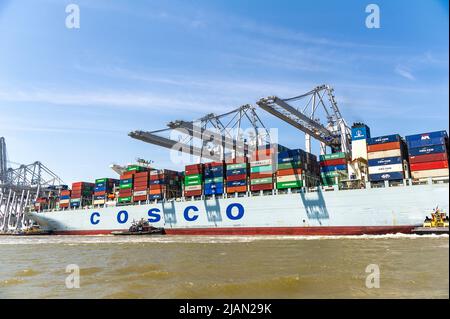 Stock-Bilder des COSCO Development Containerschiffs, das größte Schiff ...