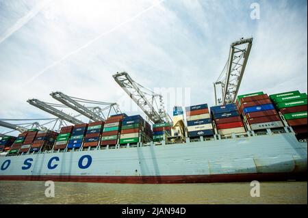 Das COSCO Development Containerschiff, das größte Schiff, das an der ...